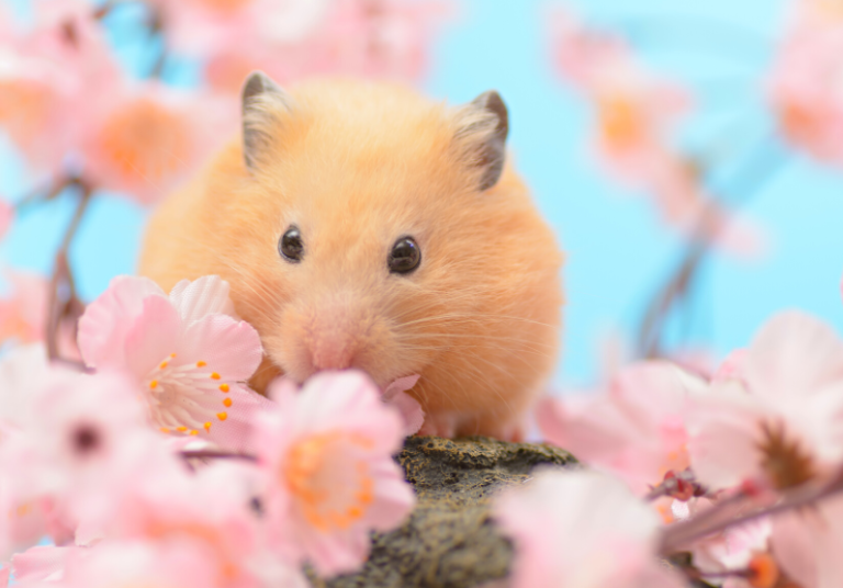 Girl Hamster Names: 100+ Best Female Hamster Name Ideas – Small Pet Family Girl Hamster Names: 100+ Best Female Hamster Name Ideas – Small Pet Family