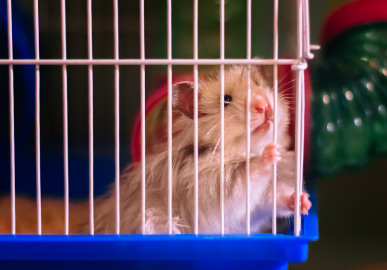 How To Make Hamsters Like & Trust You (Complete Guide) – Small Pet Family