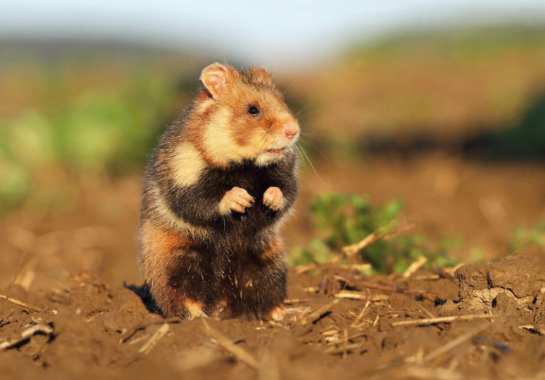 How Smart Are Hamsters? (IQ, Memory, & Recognition) – Small Pet Family