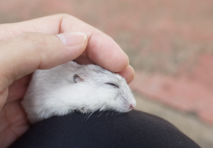How Smart Are Hamsters? (IQ, Memory, & Recognition) – Small Pet Family
