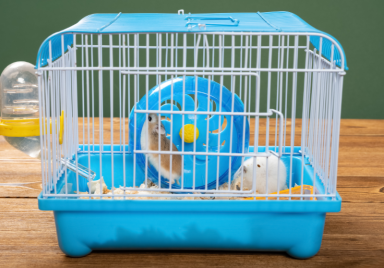 How To Pet A Hamster (Hamster Handling 101) – Small Pet Family