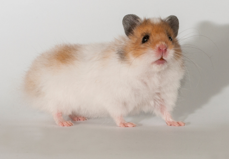 100+ Unique Hamster Names (You Probably Haven’t Heard) – Small Pet Family