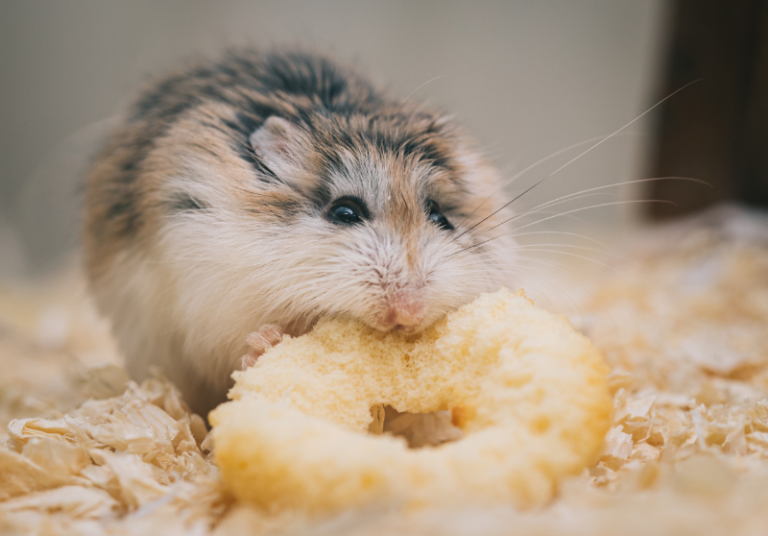 100+ Unique Hamster Names (You Probably Haven’t Heard) – Small Pet Family