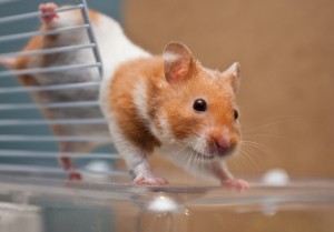 Boy Hamster Names: 100+ Best Male Hamster Name Ideas – Small Pet Family