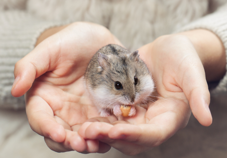 How To Make Hamsters Like & Trust You (Complete Guide) – Small Pet Family