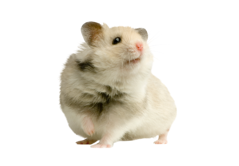 Is A Hamster A Rat? Hamster vs Rat Differences – Small Pet Family