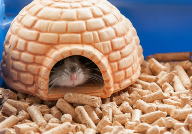 Is A Hamster A Rat? Hamster vs Rat Differences – Small Pet Family