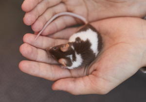 What Baby Mice Are Called & Other Fun Facts – Small Pet Family