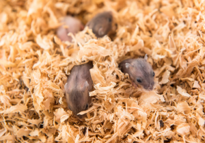 What Baby Hamsters Are Called & Other Fun Facts – Small Pet Family