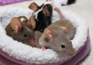 What Baby Mice Are Called & Other Fun Facts – Small Pet Family