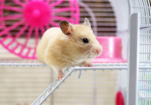Why Your Hamster Is Squeaking (& What To Do About It) – Small Pet Family