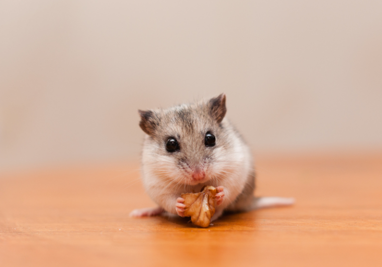 Why Your Hamster Is Squeaking (& What To Do About It) – Small Pet Family