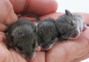 What Baby Mice Are Called & Other Fun Facts – Small Pet Family