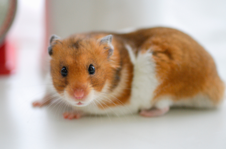Hamster Life Cycle: Complete Visual Guide – Small Pet Family