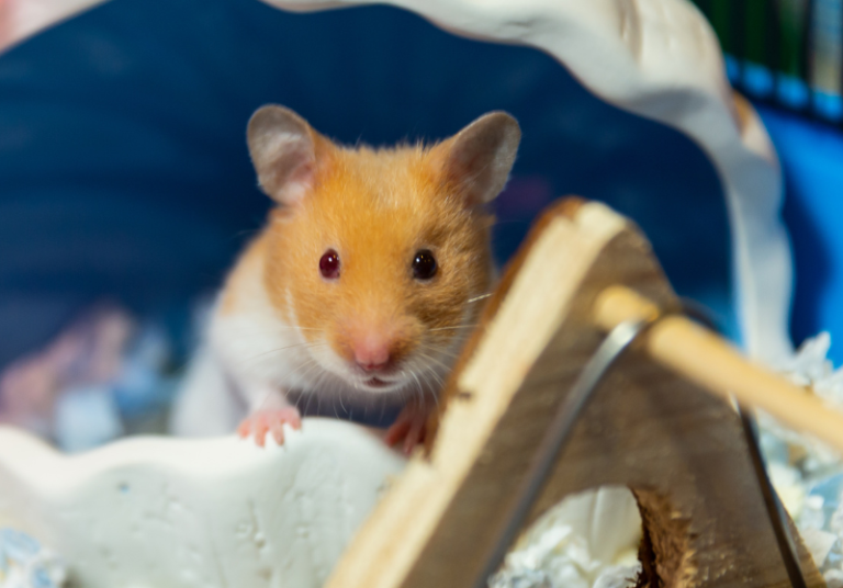 Are Hamsters Mean? What You Need To Know – Small Pet Family