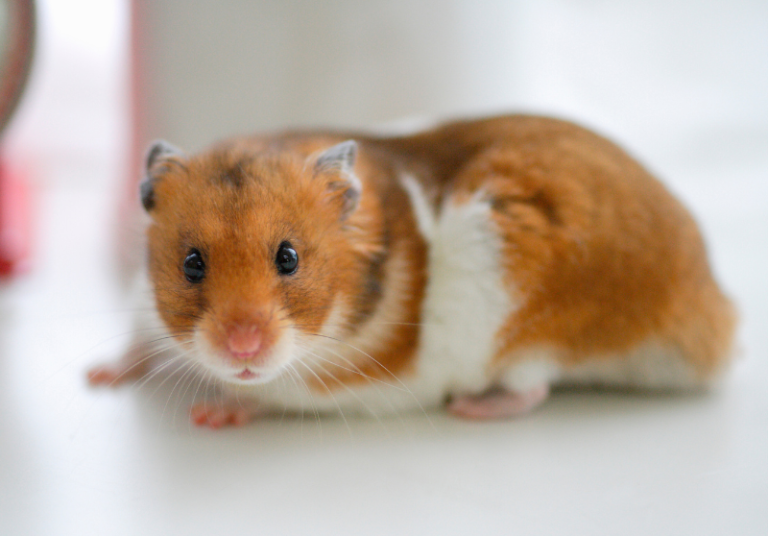 Can Hamsters Get Wet? Read Before Trying – Small Pet Family