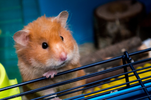 Why Hamsters Eat Their Poop (The Answer Might Surprise You) – Small Pet Family