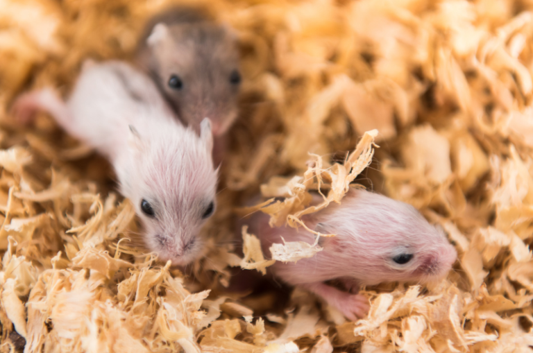 Hamster Life Cycle: Complete Visual Guide – Small Pet Family