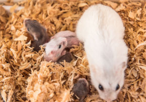 When Do Hamsters Mate? Hamster Reproduction Guide – Small Pet Family