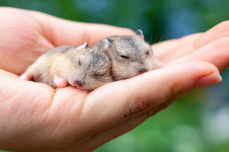 How Many Babies Can A Hamster Have In A Year Small Pet Family