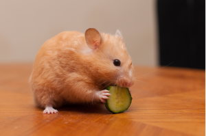 What To Do With Your Hamster: 10 Fun Things To Try – Small Pet Family