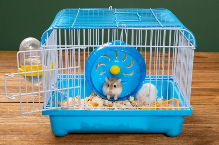 How Many Dwarf Hamsters Can Live Together? Ultimate Guide – Small Pet ...