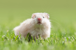 Hamster Enrichment Ideas: Top Enrichment Ideas For Hamsters – Small Pet ...