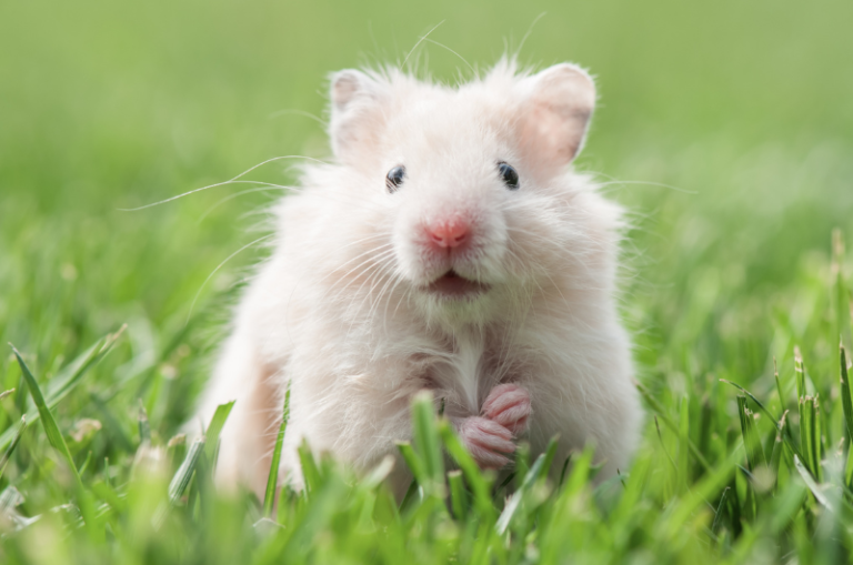 What To Do With Your Hamster: 10 Fun Things To Try – Small Pet Family