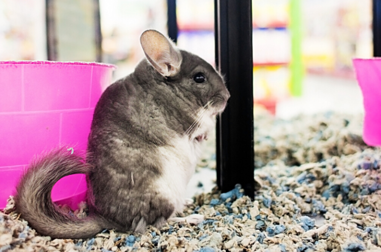 Top 8 Easiest Rodents To Keep As Pets – Small Pet Family