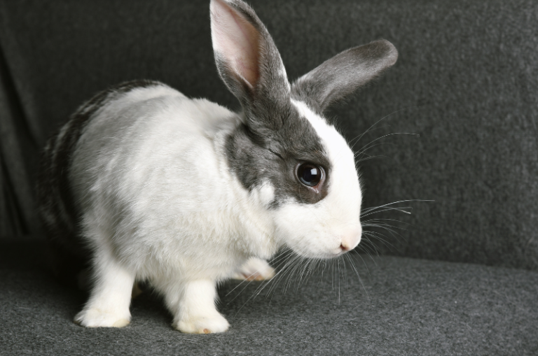 Top 8 Easiest Rodents To Keep As Pets – Small Pet Family