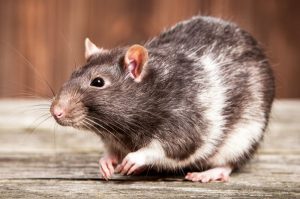 Friendly Rodent Pets: 8 Friendliest Rodents To Own – Small Pet Family