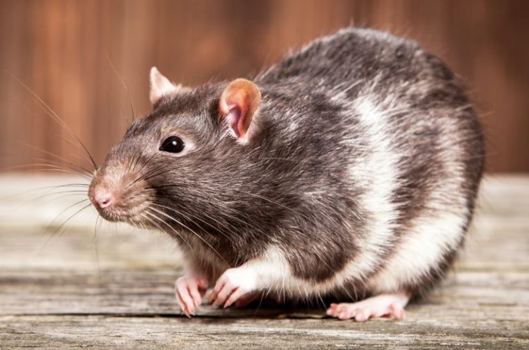 Friendly Rodent Pets: 8 Friendliest Rodents To Own – Small Pet Family