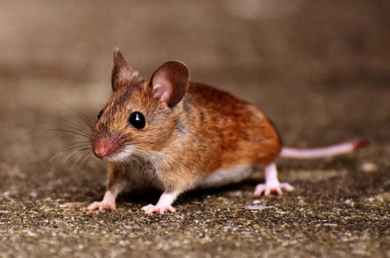 Friendly Rodent Pets: 8 Friendliest Rodents To Own – Small Pet Family