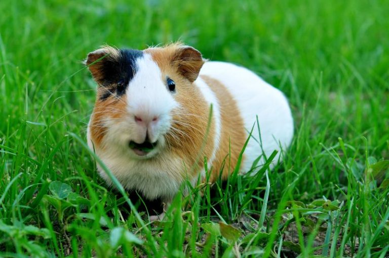 Friendly Rodent Pets: 8 Friendliest Rodents To Own – Small Pet Family