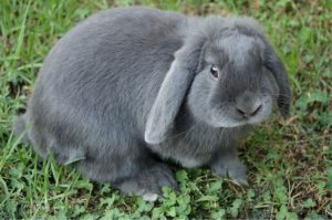 Friendly Rodent Pets: 8 Friendliest Rodents To Own – Small Pet Family