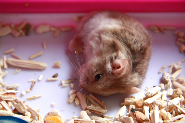 Hamster Shock Symptoms & What To Do – Small Pet Family