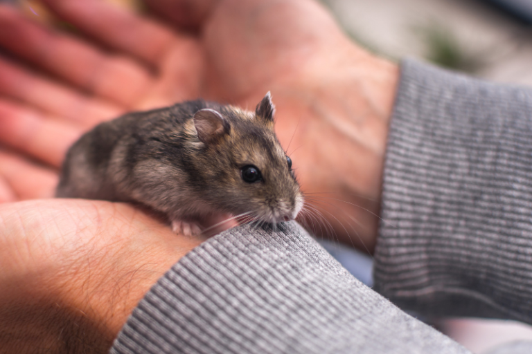 Hamster Shock Symptoms & What To Do – Small Pet Family