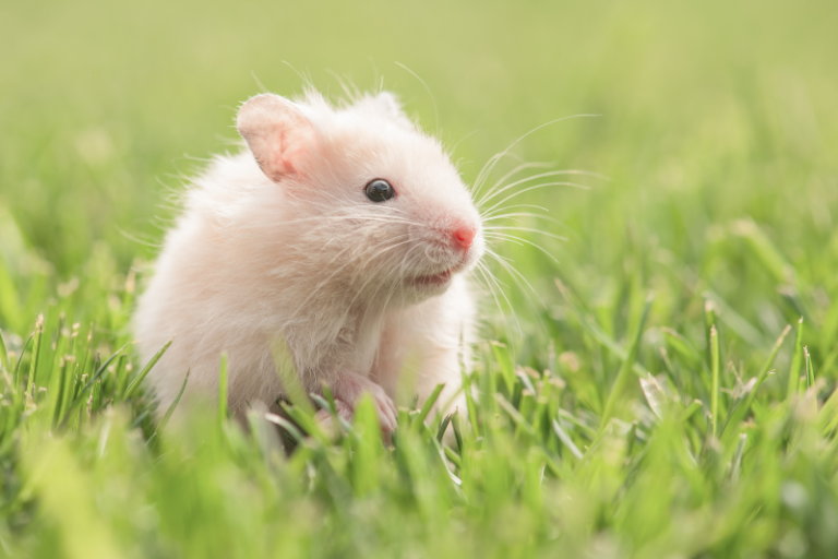 Hamster Shock Symptoms & What To Do – Small Pet Family
