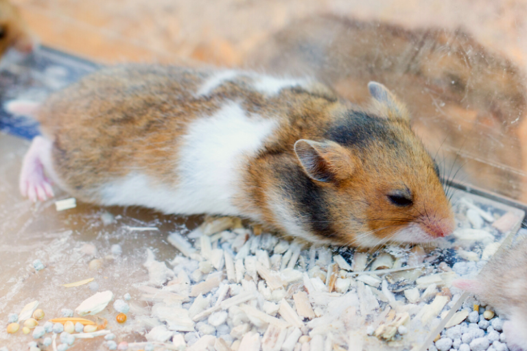 How Long Hamsters Hibernate & Signs They’re Not Dead – Small Pet Family