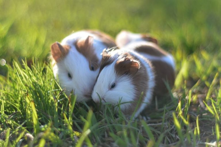 How & Why Hamsters Die: 10 Most Common Causes – Small Pet Family