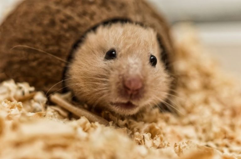 Signs Your Hamster Is Sad: 5 Easy Ways To Tell – Small Pet Family