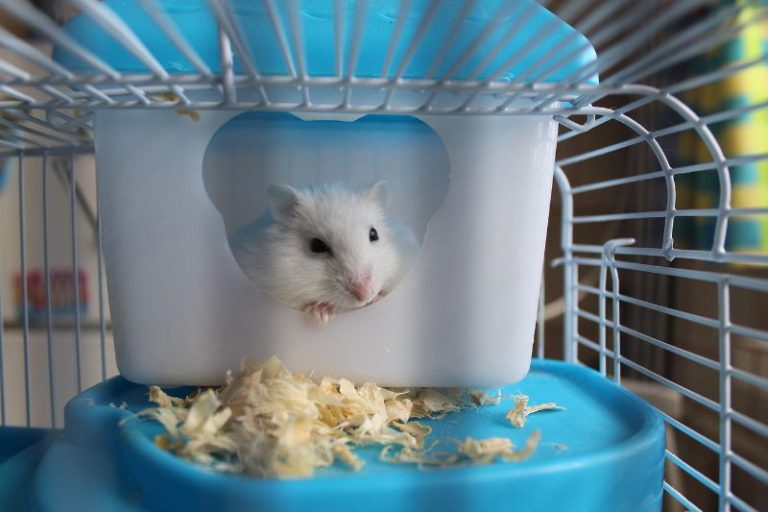 How & Why Hamsters Die: 10 Most Common Causes – Small Pet Family